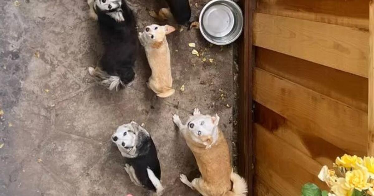 FREE DOGS FOR RE-HOMING for Free in Salinas, CA | For Sale & Free ...