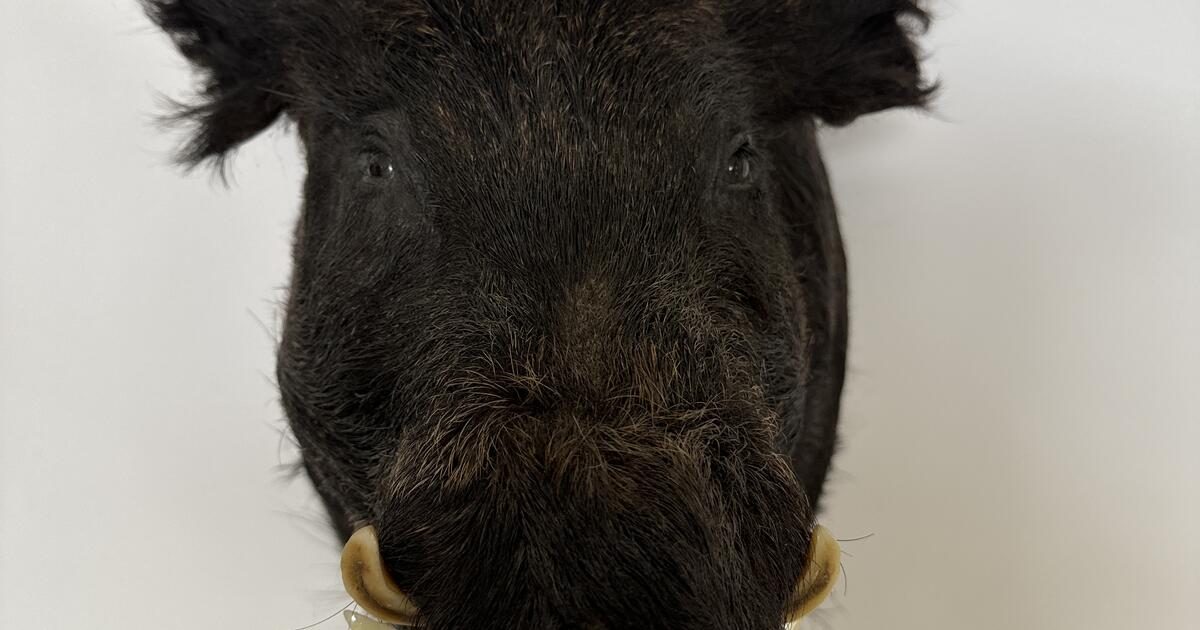 Black Russian Boar 4 inch tusks. for $50 in Oxford, MI | For Sale ...