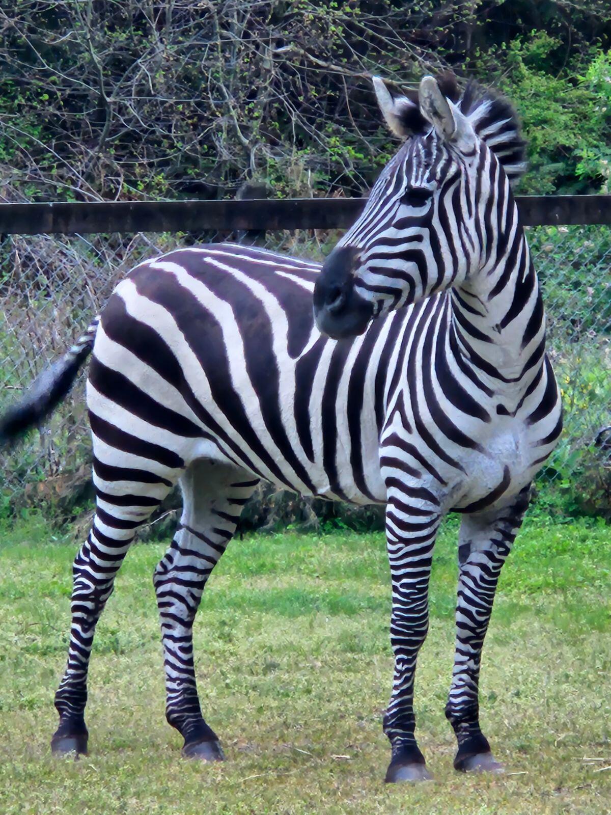 As shared by Regional Animal Services of King County, a wayward zebra ...