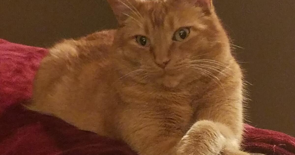 Need to Re-Home Our Sweet Cat- Pendleton for $50 in Vancouver, WA | For ...