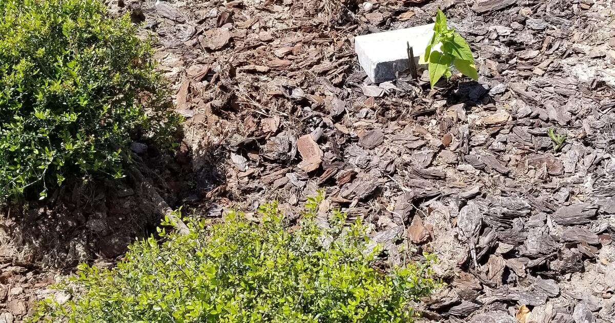 Shilling hedge plants for Free in Kissimmee, FL | For Sale & Free ...