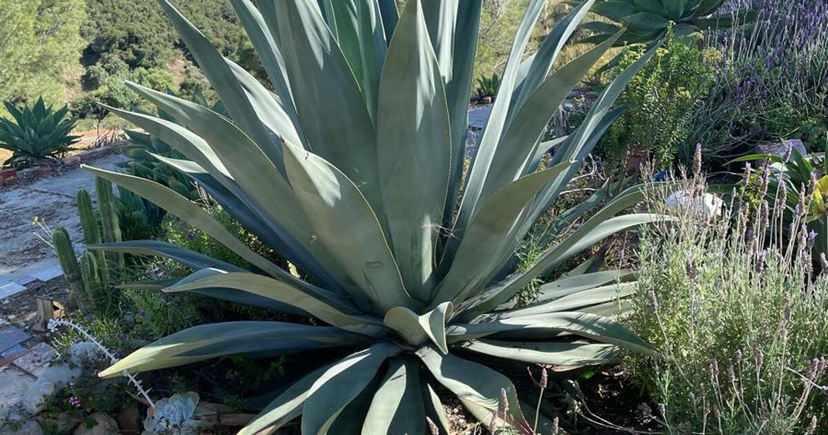 Free giant agave plant blue for Free in Thousand Oaks, CA | For Sale ...