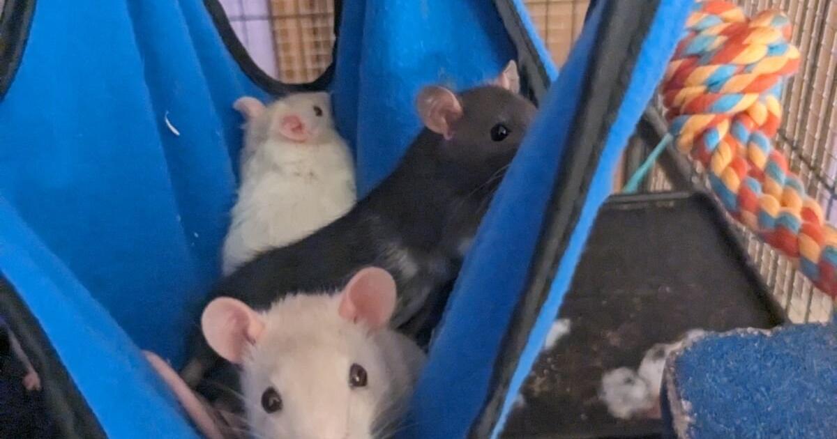 Pet Rats for Free in Rockford, IL | For Sale & Free — Nextdoor