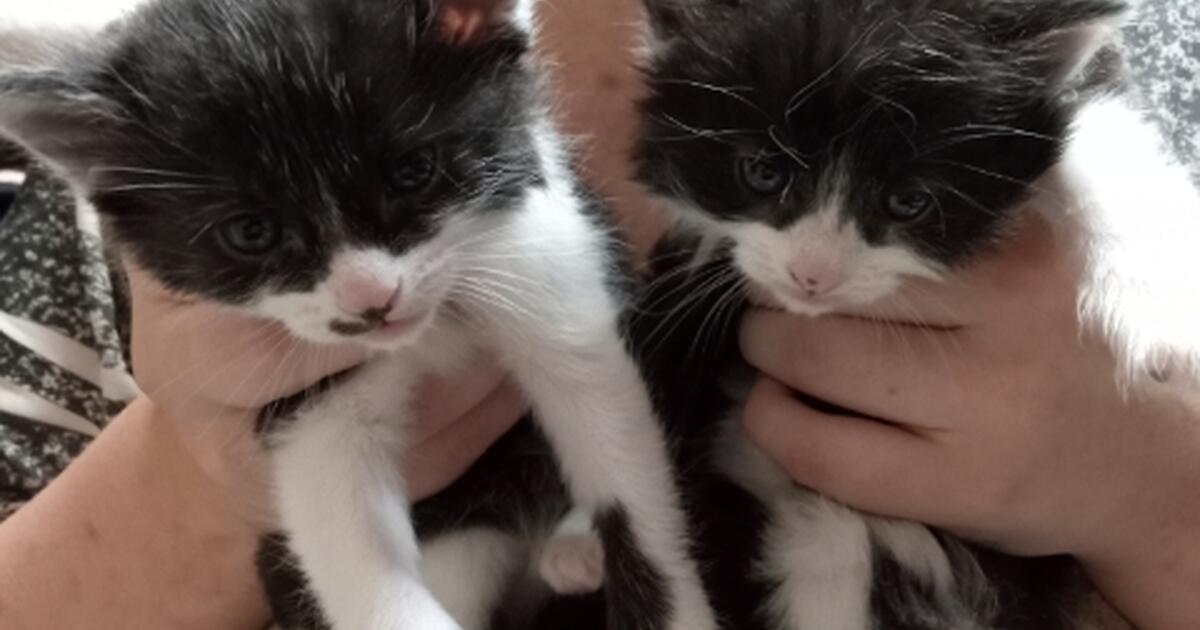 Free kittens for Free in Reno, NV | For Sale & Free — Nextdoor