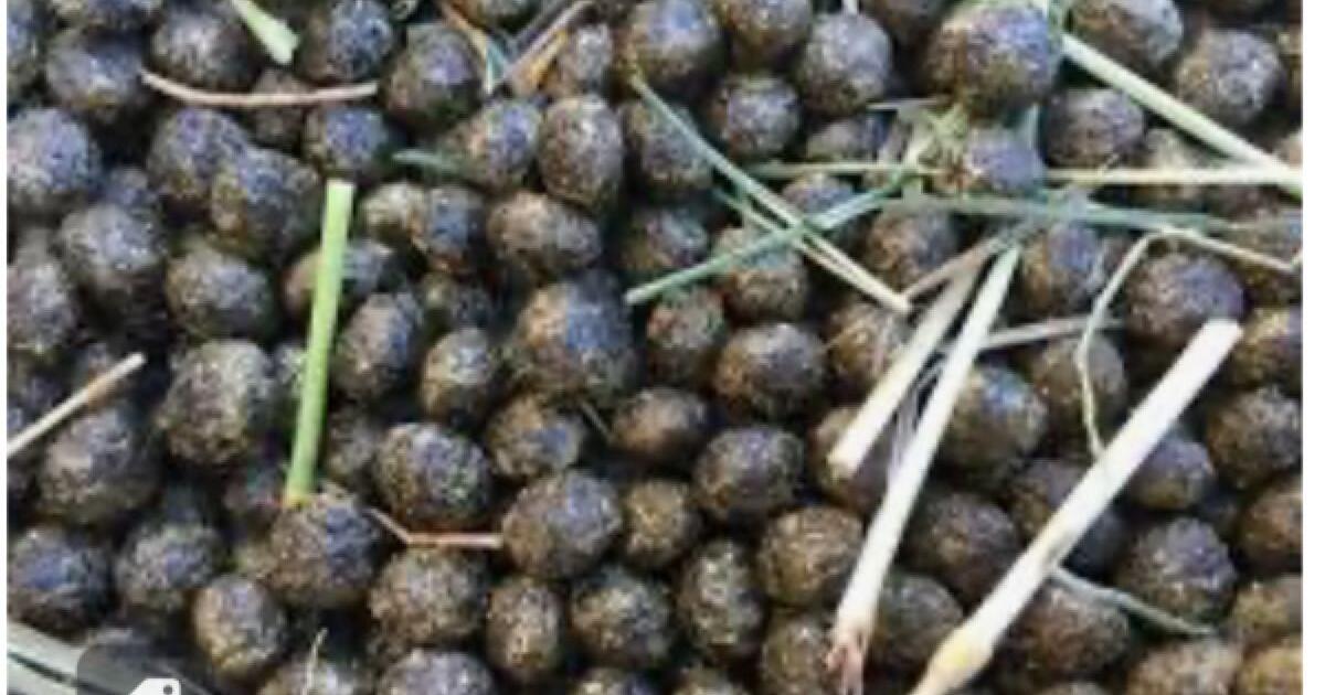 I sell rabbit manure 8 dollars for 5 gallons 15 for 10 in Dry Prong, LA ...