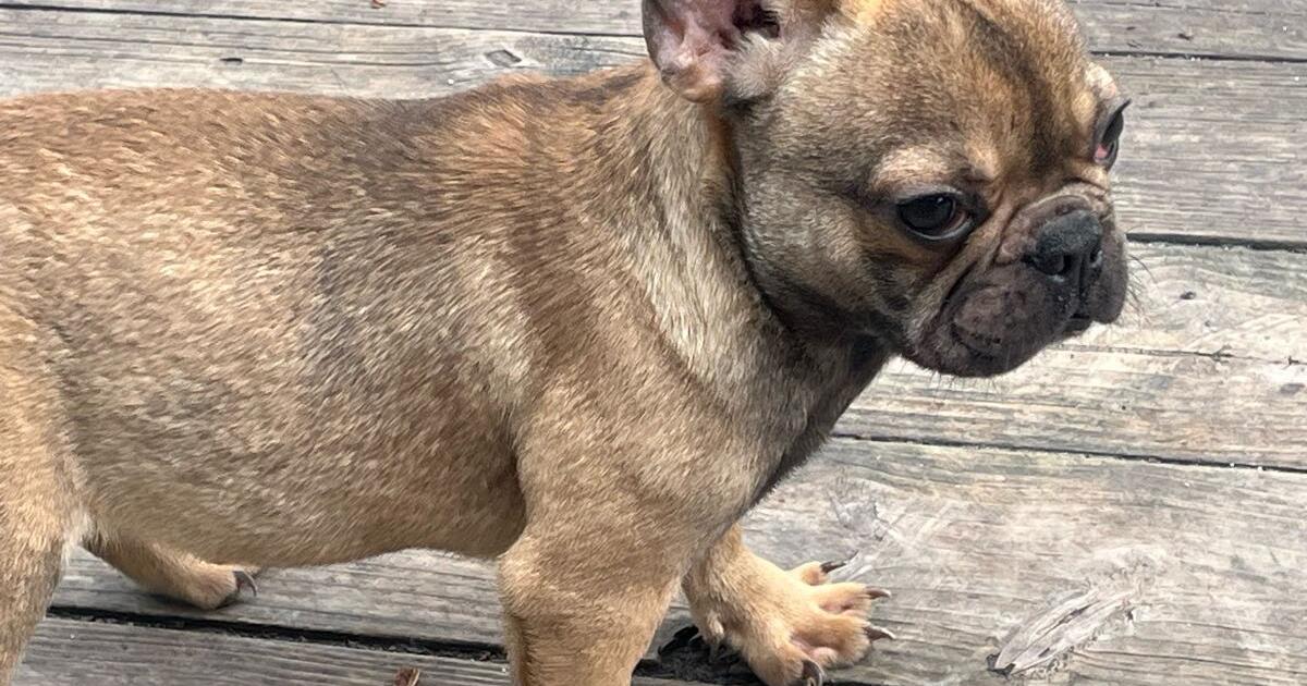 Frenchie puppies for $2000 in Houston, TX | For Sale & Free — Nextdoor