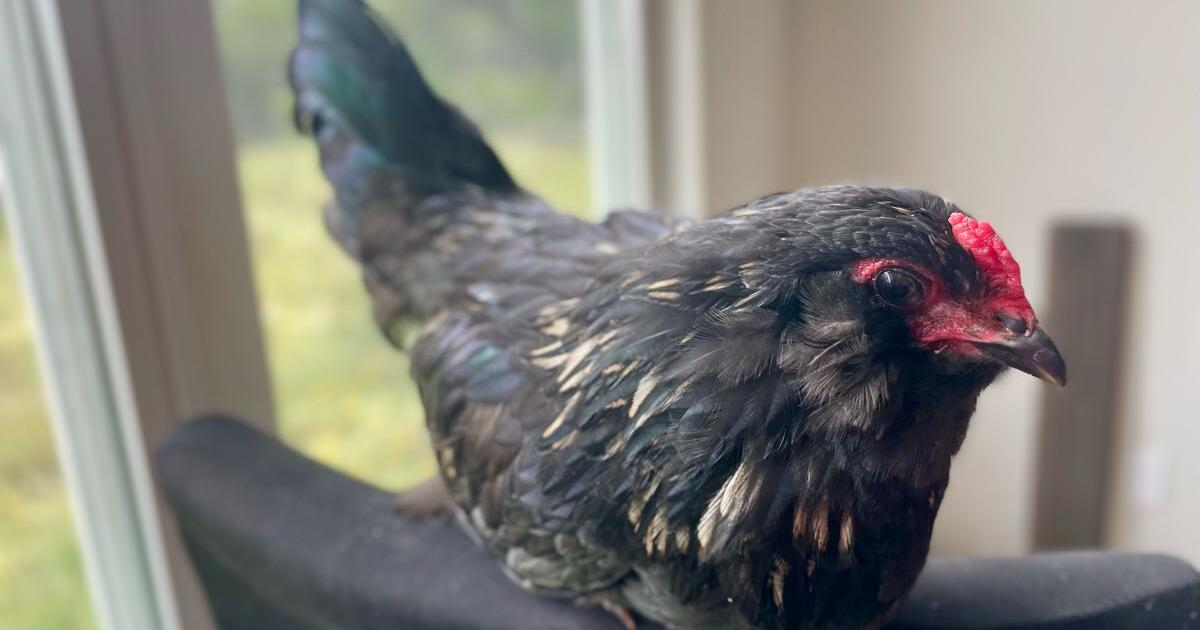 10 week old rooster for Free in Fischer, TX | For Sale & Free — Nextdoor