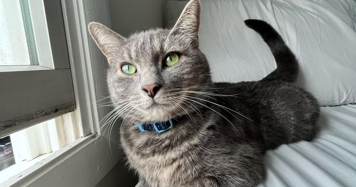DSH breed Cat for Free in Suitland, MD | For Sale & Free — Nextdoor