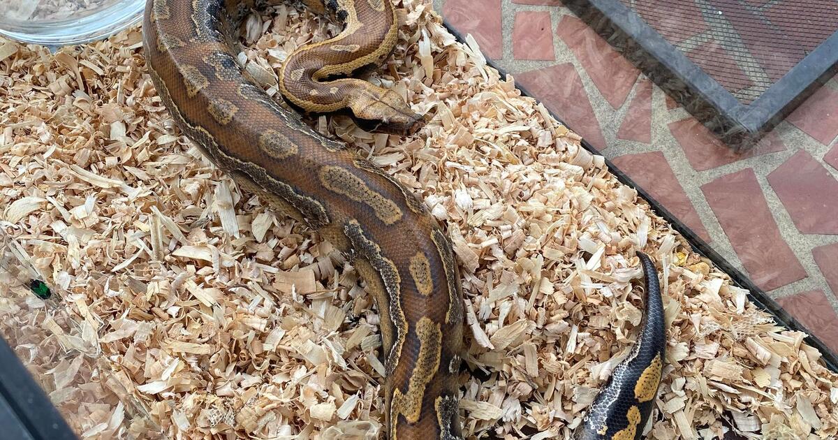 Blood Python for $250 in St. Petersburg, FL | For Sale & Free — Nextdoor
