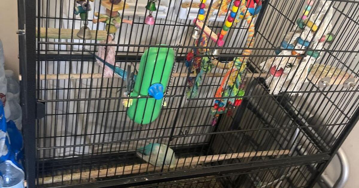Bird cage and birds for $75 in Orange Park, FL | For Sale & Free — Nextdoor