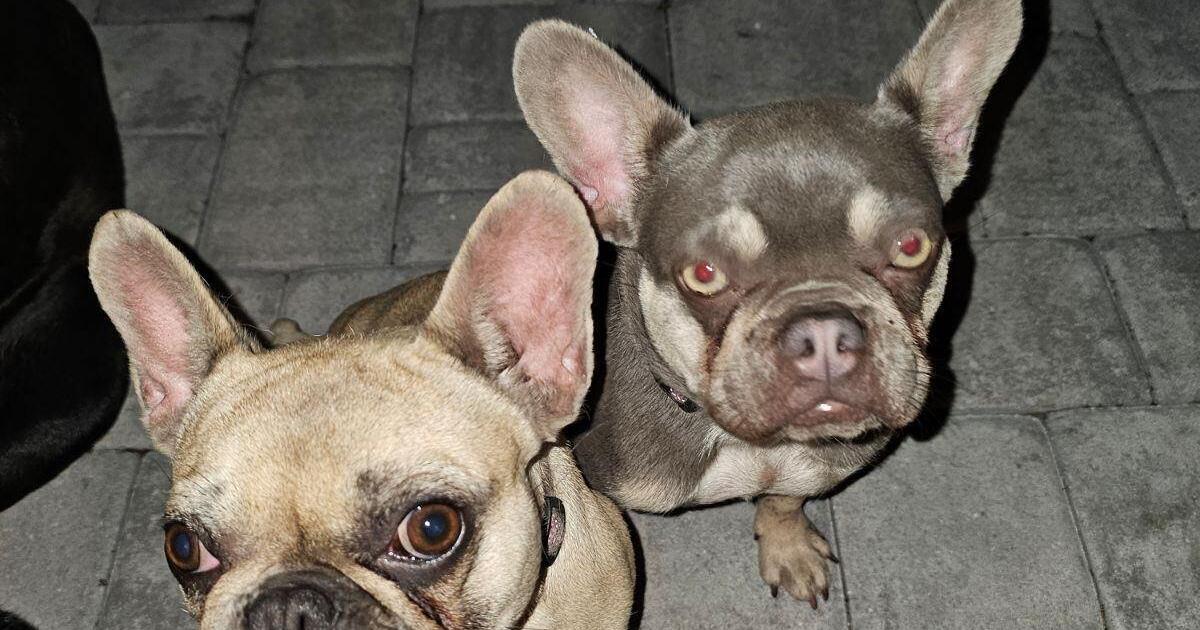 Mini Franchise Dogs Female for $1200 in Palm Bay, FL | For Sale & Free ...