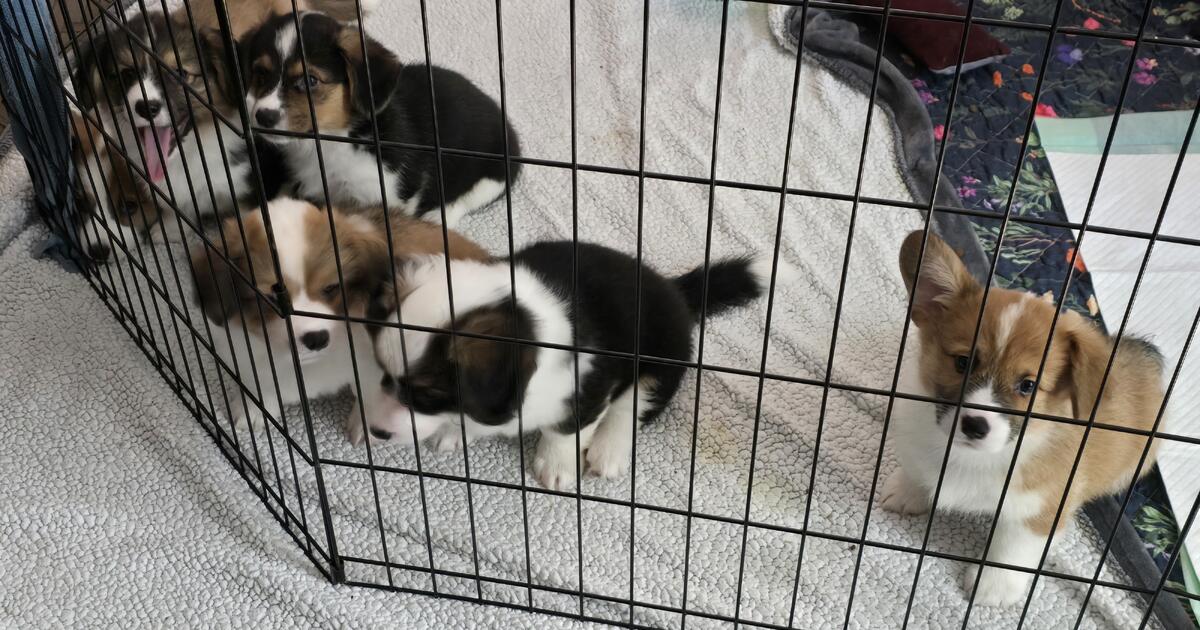 Corgi Puppy Love 7 Weeks Old, Our Snuggles Cause Smiles in Tyler, TX ...