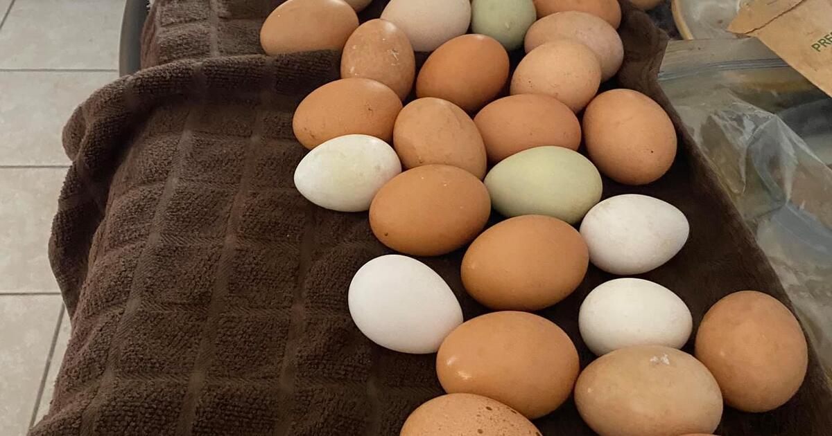 Farm Fresh Brown Eggs for $6 in Springfield, OH | Finds — Nextdoor
