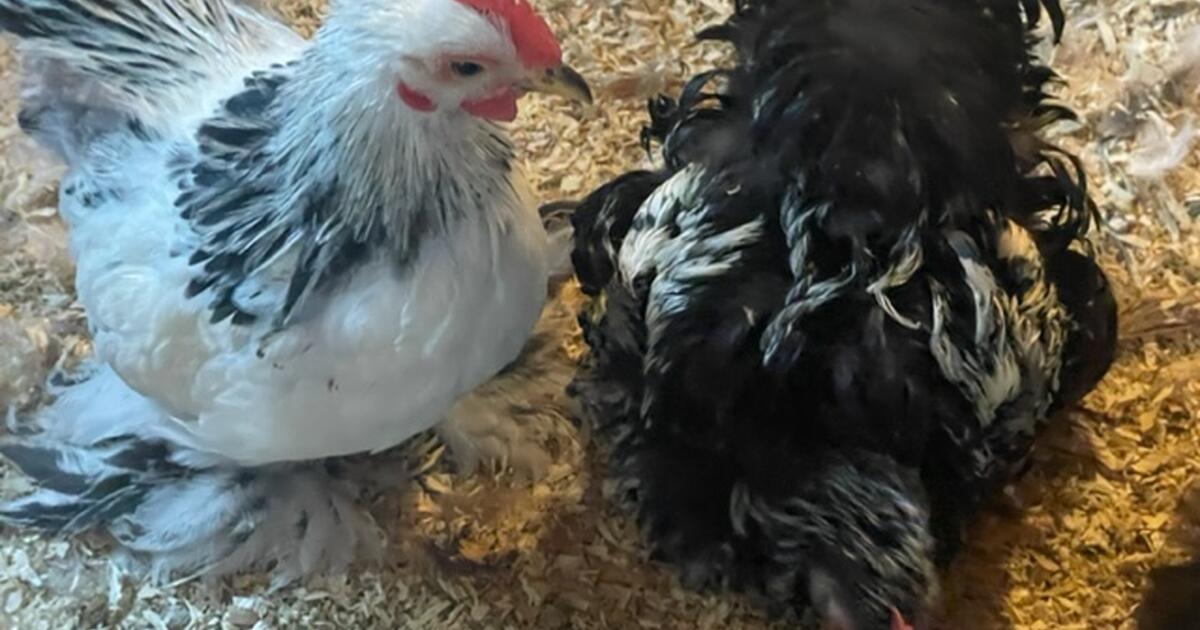 FANCY, EXOTIC, FURRY CHICKENS for Free in Placerville, CA | For Sale ...