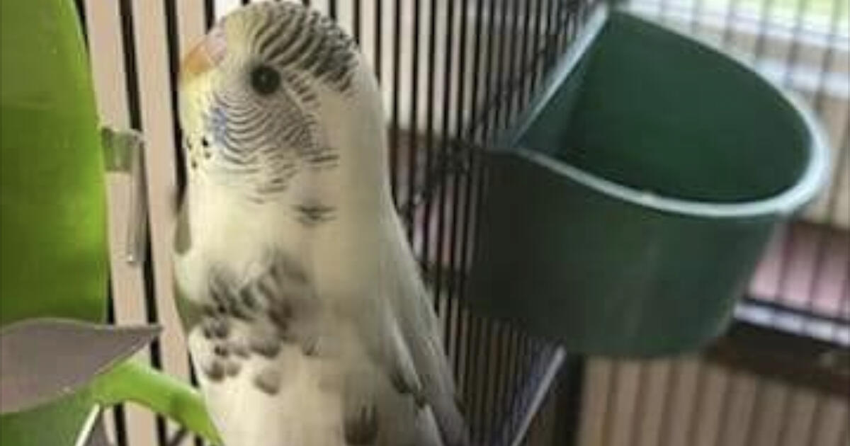 Young parakeets, free to a good home for Free in Cincinnati, OH | For ...