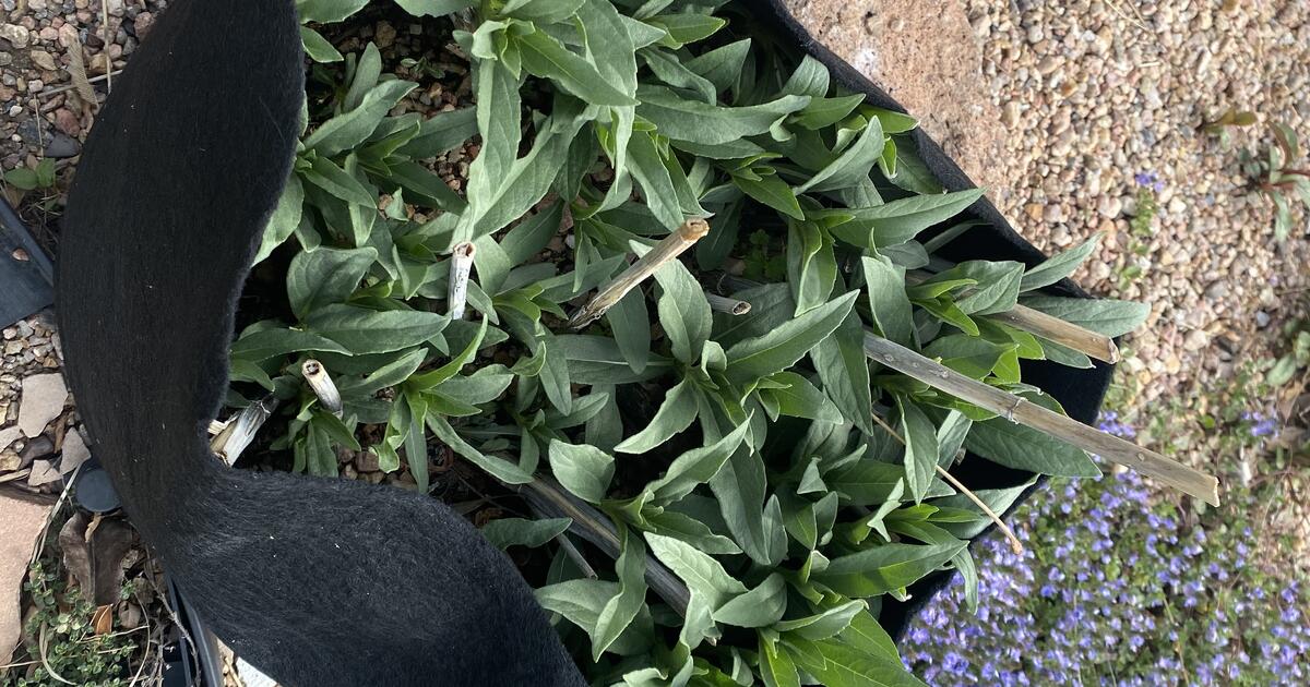 Free native plants for Free in Northglenn, CO | For Sale & Free — Nextdoor