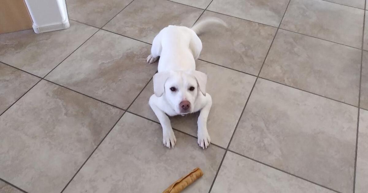 White Lab/Husky Mix for $300 in Litchfield Park, AZ | Finds — Nextdoor