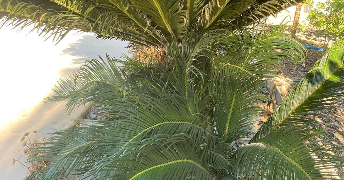 Free sago palms for Free in Granite Bay, CA | For Sale & Free — Nextdoor