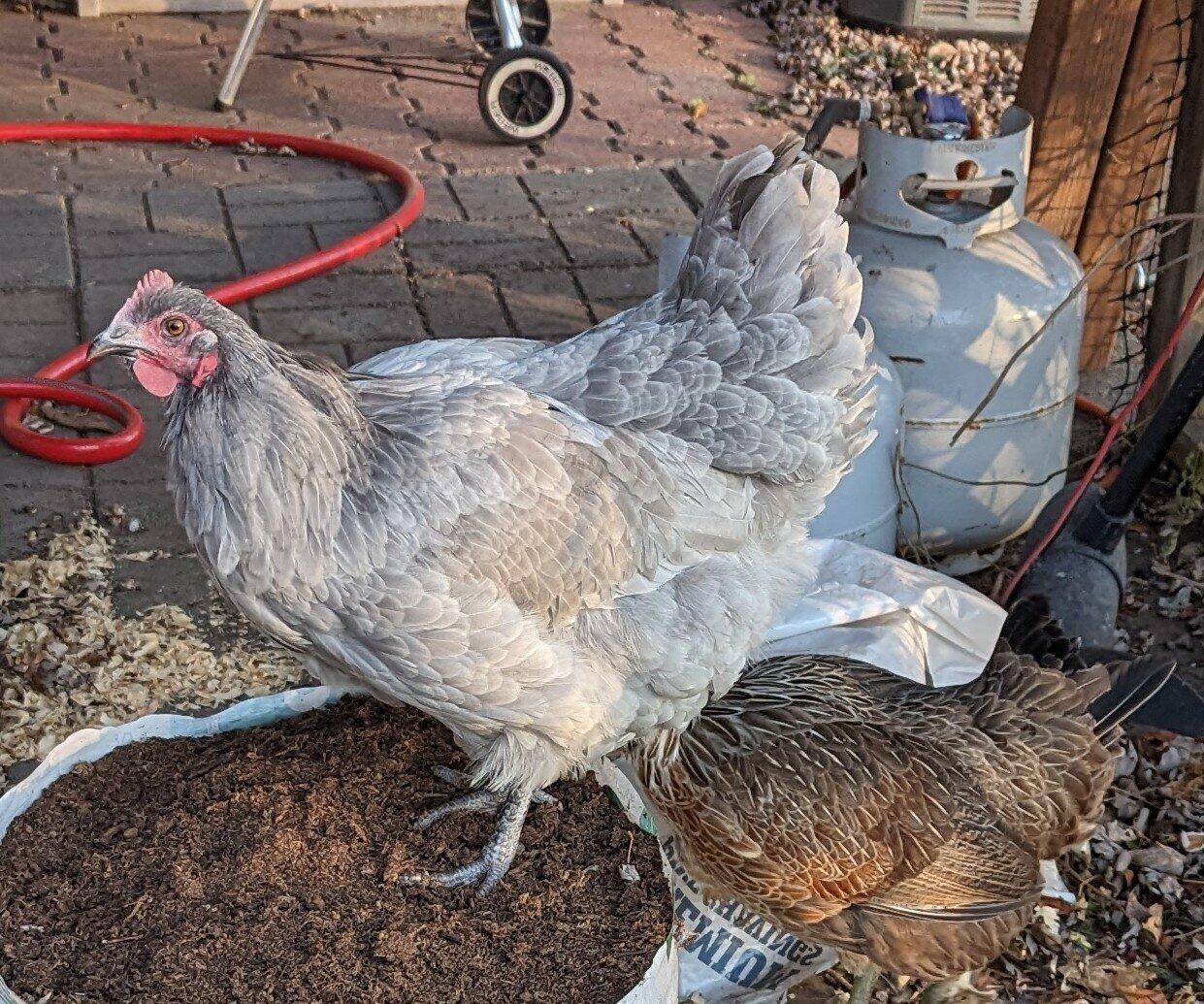 Hens, a Lavender Orpington ana a Ameraucana for Free in Port Barrington ...