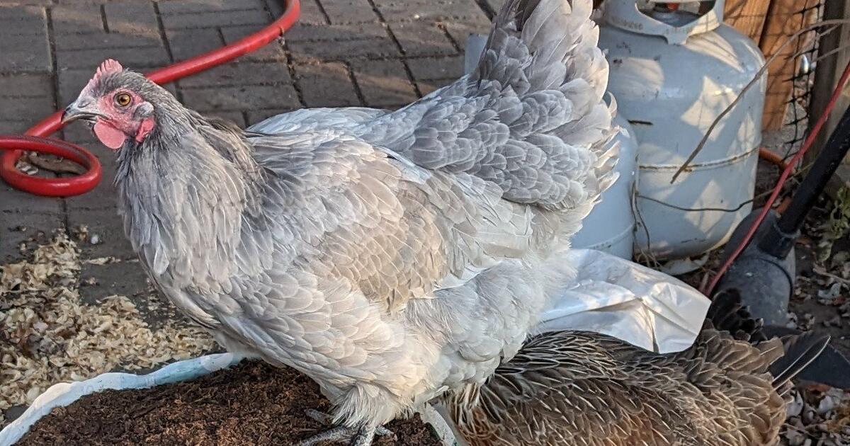 Hens, a Lavender Orpington ana a Ameraucana for Free in Port Barrington ...