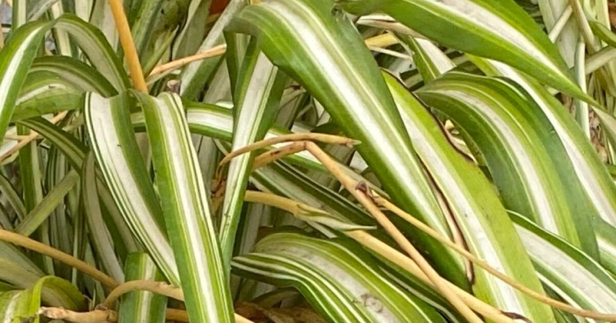 Free Hanging Spider/Ribbon plants for Free in South Pasadena, CA | For ...