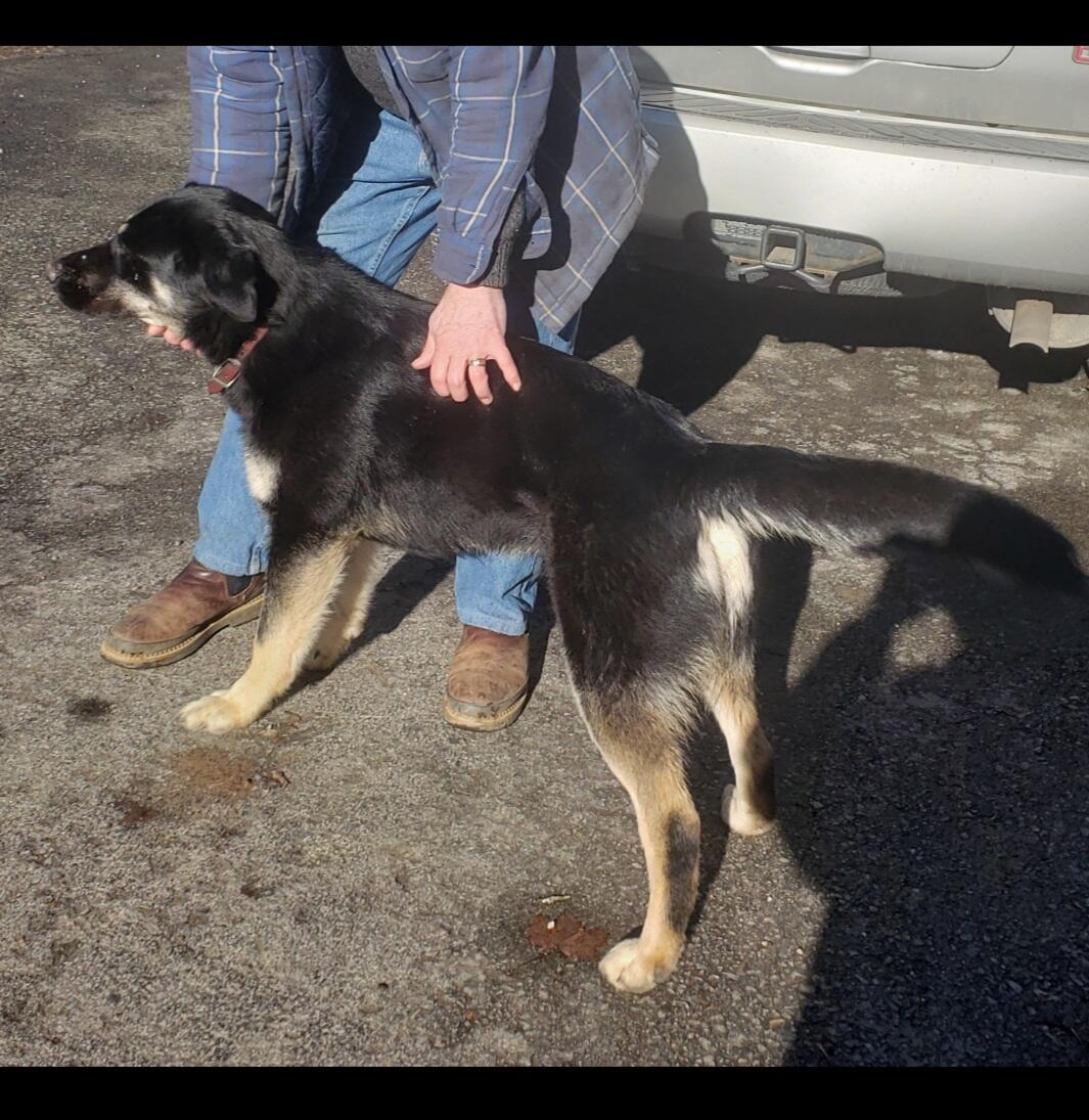 Dog in Coeur D Alene, ID | For Sale & Free — Nextdoor