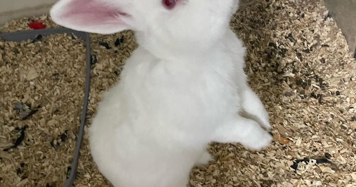 Free Bunny!! for Free in Miami Gardens, FL | Finds — Nextdoor