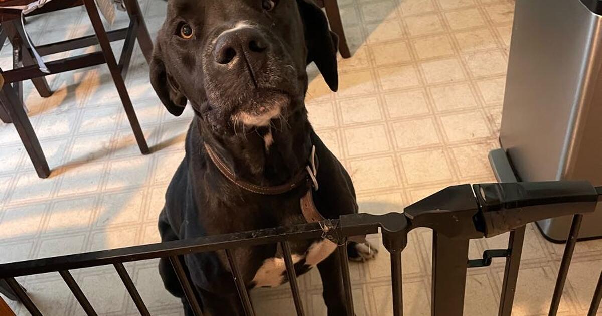 Great Dane for Free in Kalispell, MT | For Sale & Free — Nextdoor