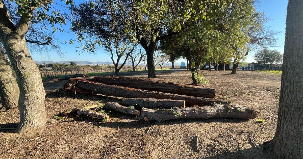 FREE Large Tree Logs - message for address for Free in Napa, CA | For ...