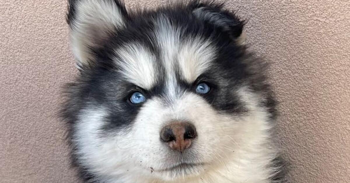 huskies puppies for Free in Albuquerque, NM | For Sale & Free — Nextdoor