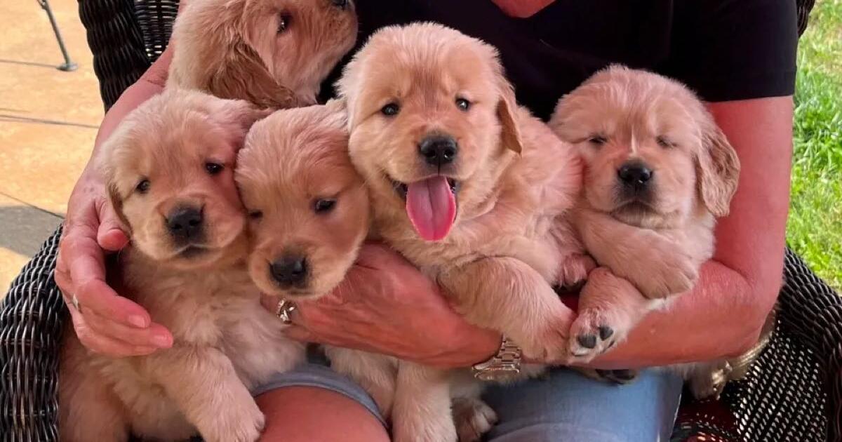 Free puppies for Free in Texarkana, TX | For Sale & Free — Nextdoor