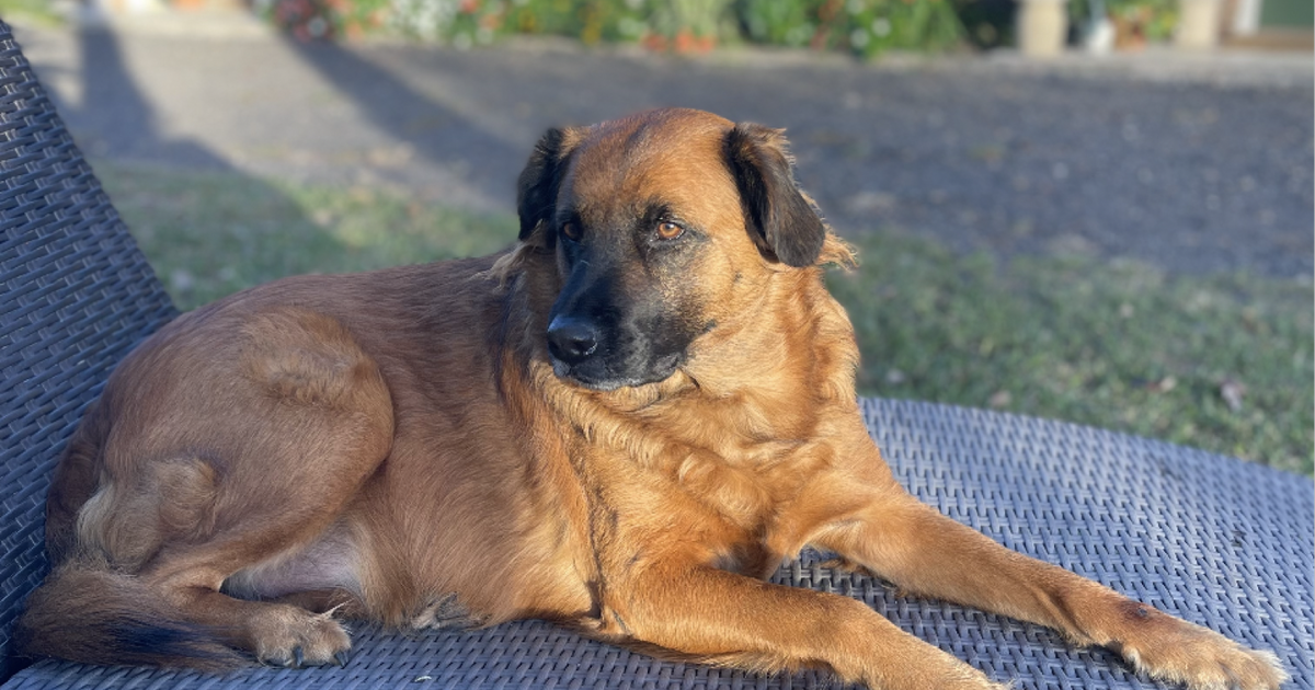 Rehoming Ruby for Free in Hilton Head Island, SC | For Sale & Free — Nextdoor