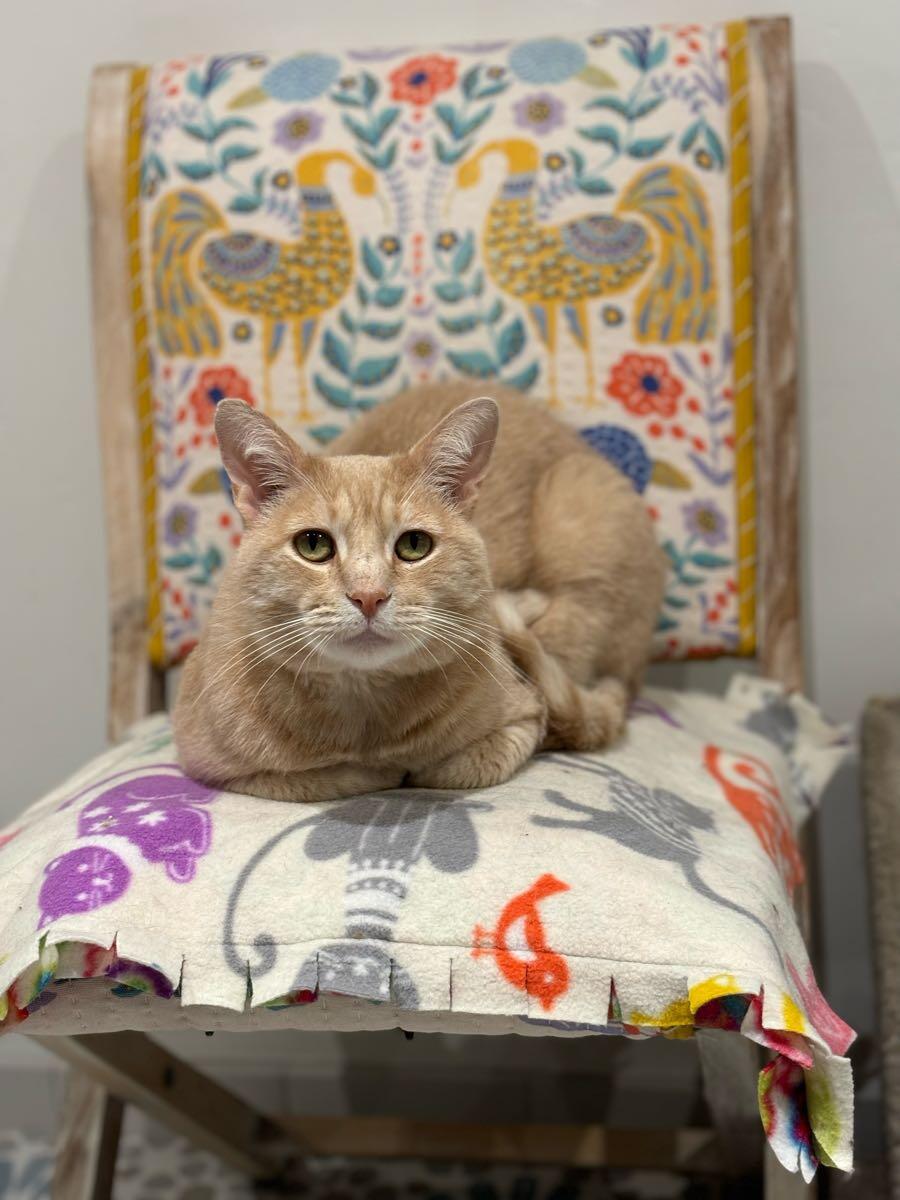 Buff Tabby Biscuit for Free in Santa Barbara, CA | For Sale & Free ...