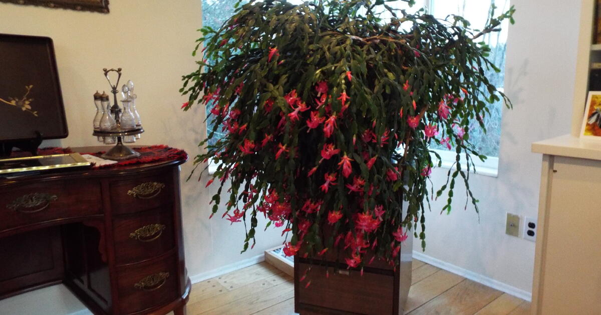 Large Christmas Cactus for Free in Seattle, WA | Finds — Nextdoor