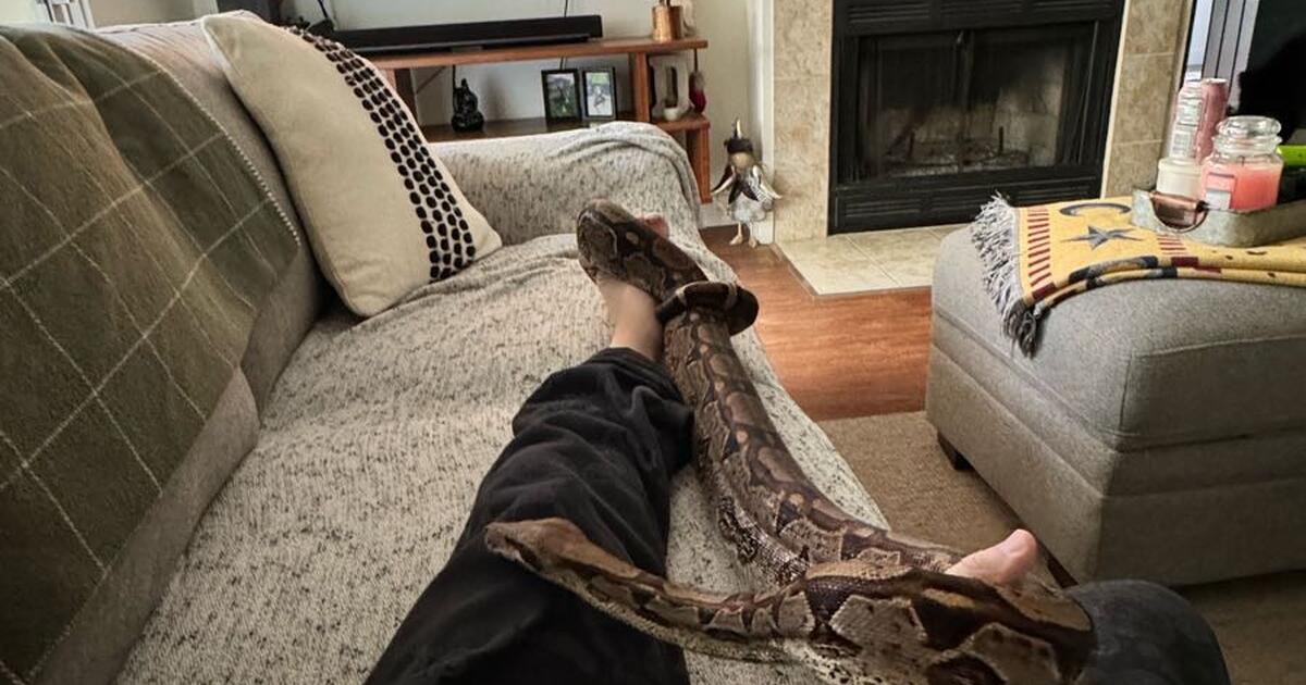 Re-homing for Free in Pleasanton, CA | For Sale & Free — Nextdoor