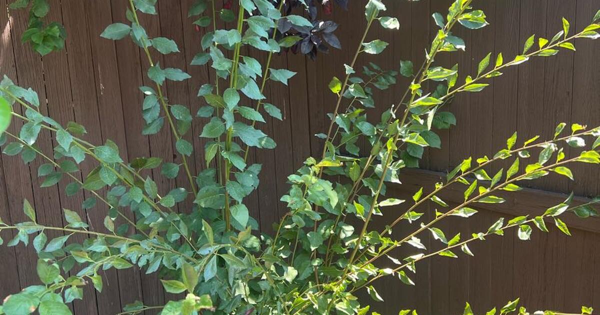 Trees for Free in Meridian, ID | For Sale & Free — Nextdoor