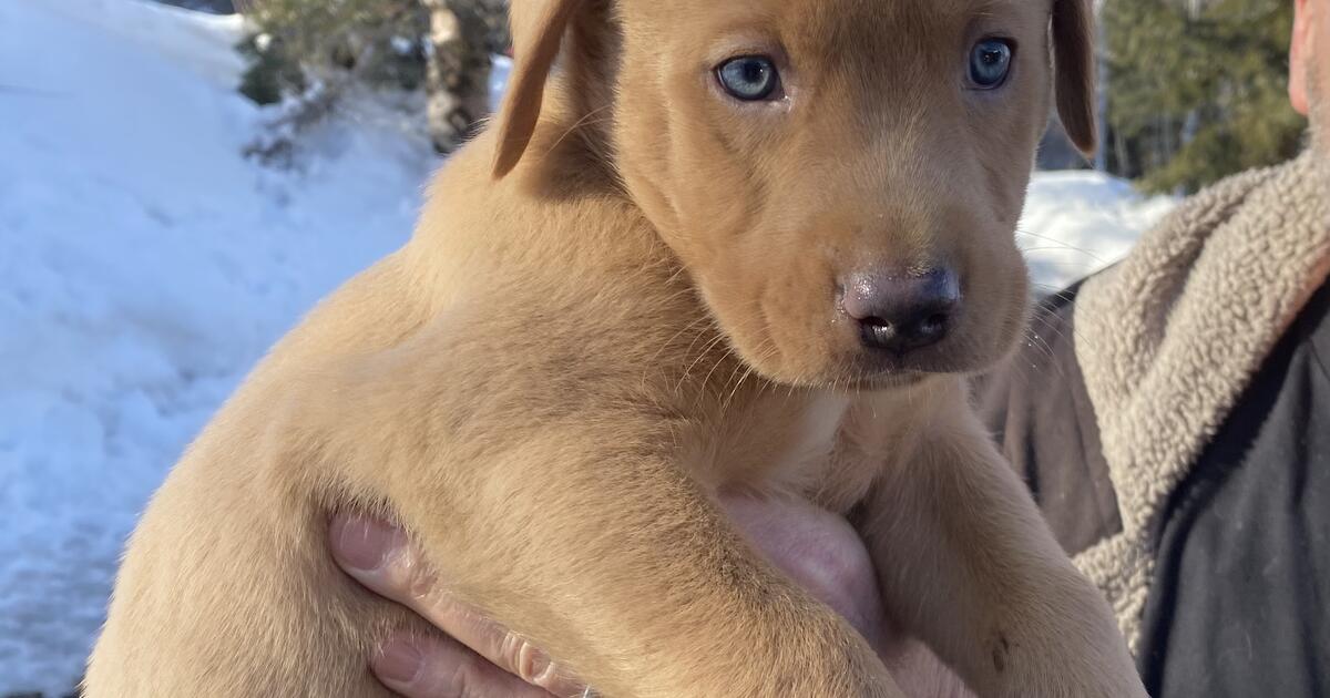 Price reduced! AKC Registered Labrador Retriever Puppies for $750 in ...