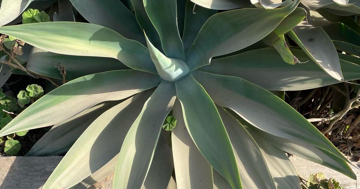 Giant Agaves for $25 in Malibu, CA | Finds — Nextdoor