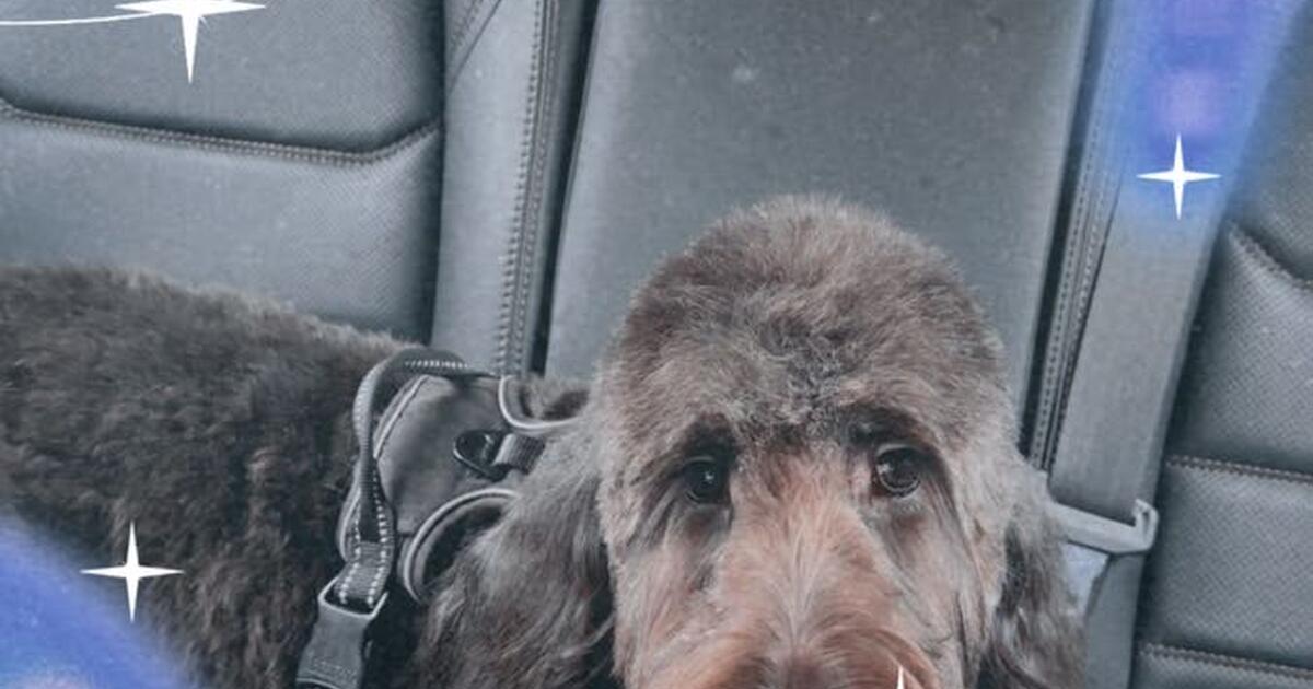 ISO: Looking for a Loving Home for My Sweet Josie 🌟 for $300 in Renton ...