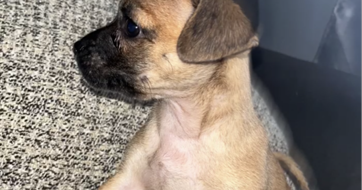 Rehoming dog for Free in Phoenix, AZ | For Sale & Free — Nextdoor