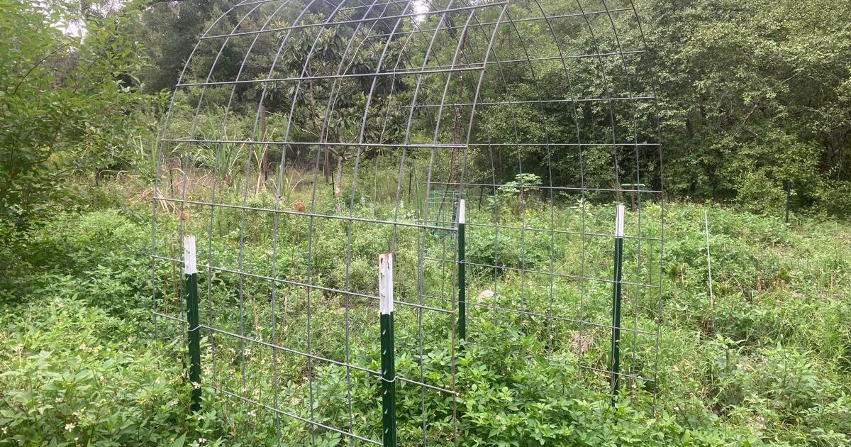 (6) Garden Arch Trellis, 8 Tomato cages, Large Pots, and (2) 8ft stakes ...