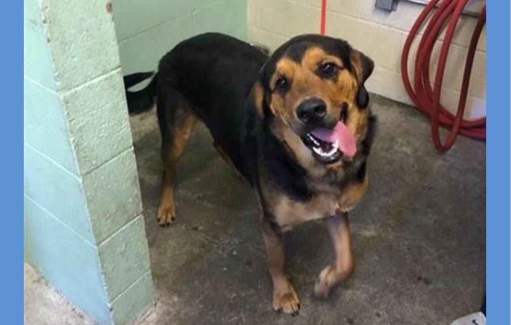 Rottweiler Bloodhound Mix