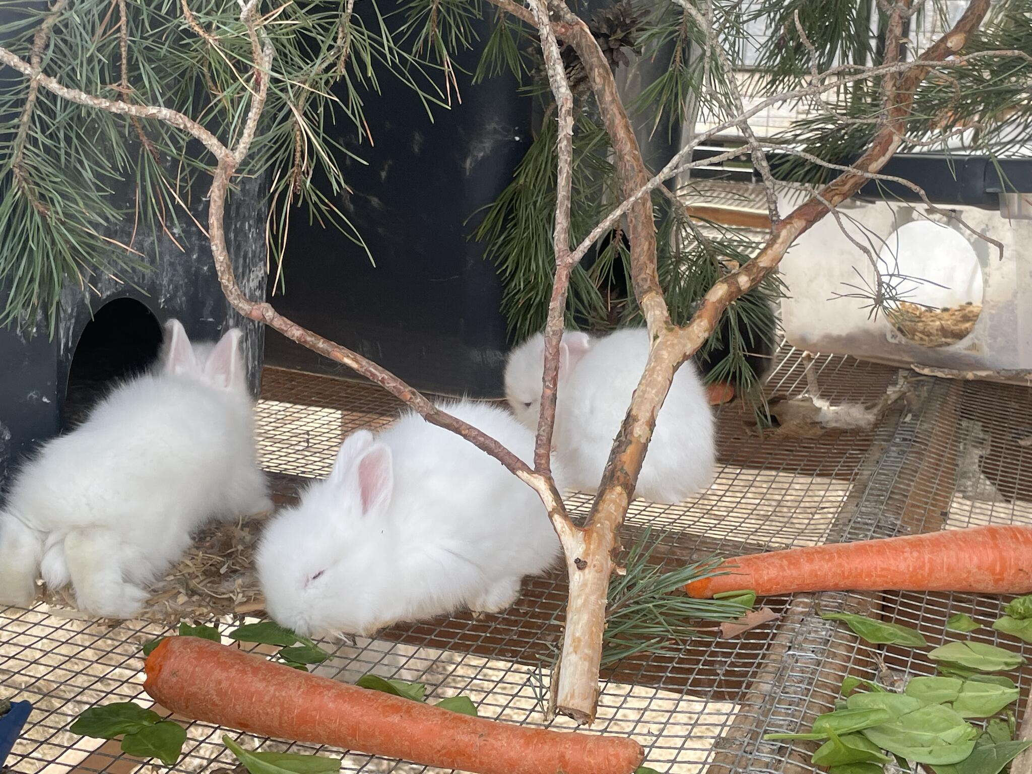 Norwegian Dwarf & Rex Rabbits for $10 in Emmett, ID | For Sale & Free ...