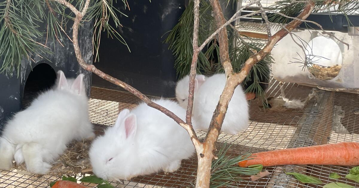 Norwegian Dwarf & Rex Rabbits for $10 in Emmett, ID | For Sale & Free ...