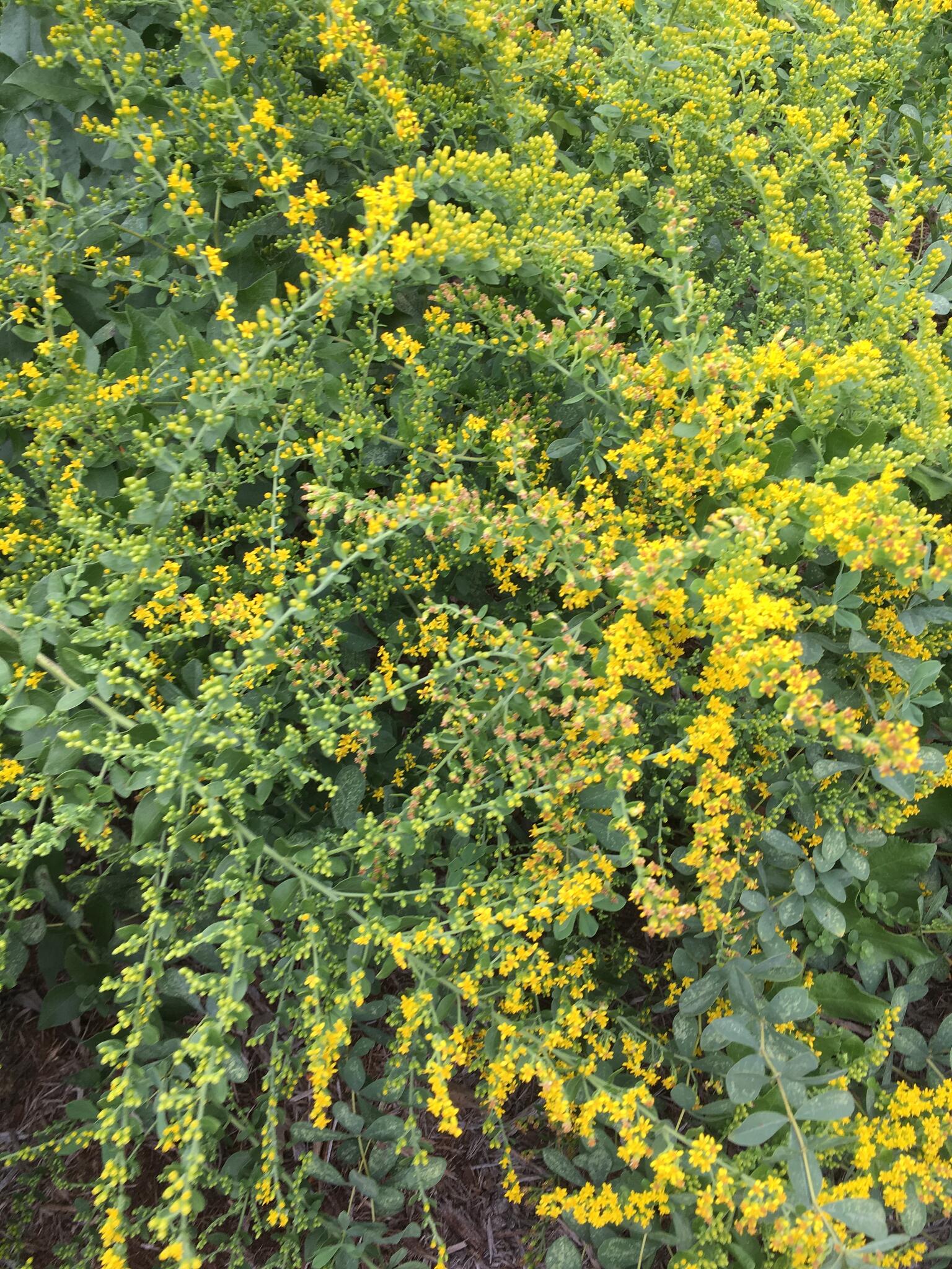 Cliff Goldenrod (Solidago drummondi) for Free in Ballwin, MO | For Sale ...