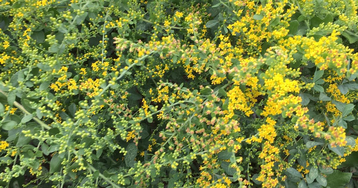 Cliff Goldenrod (Solidago drummondi) for Free in Ballwin, MO | For Sale ...