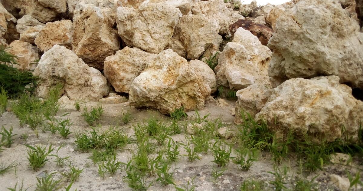 Florida fieldstone for $30 in Ocala, FL | Finds — Nextdoor