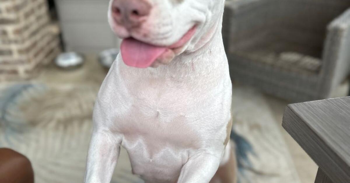 Looking to rehome my Pitt for $100 in Fort Worth, TX | For Sale & Free ...