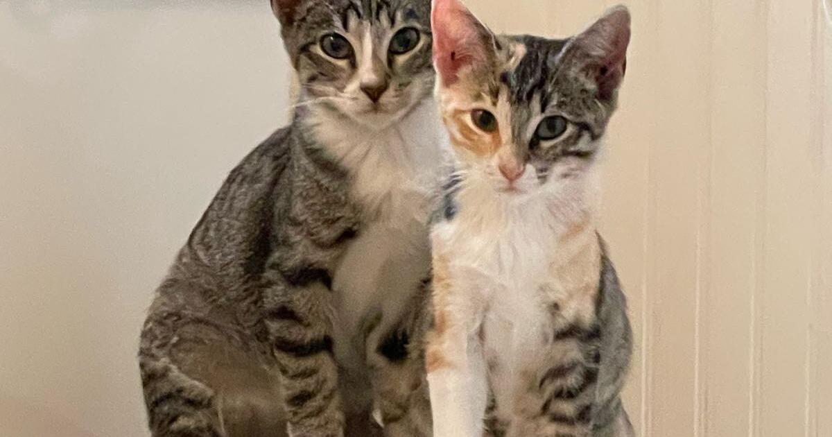 Two Sweet Kittens to Good Home for Free in Austin, TX | For Sale & Free ...