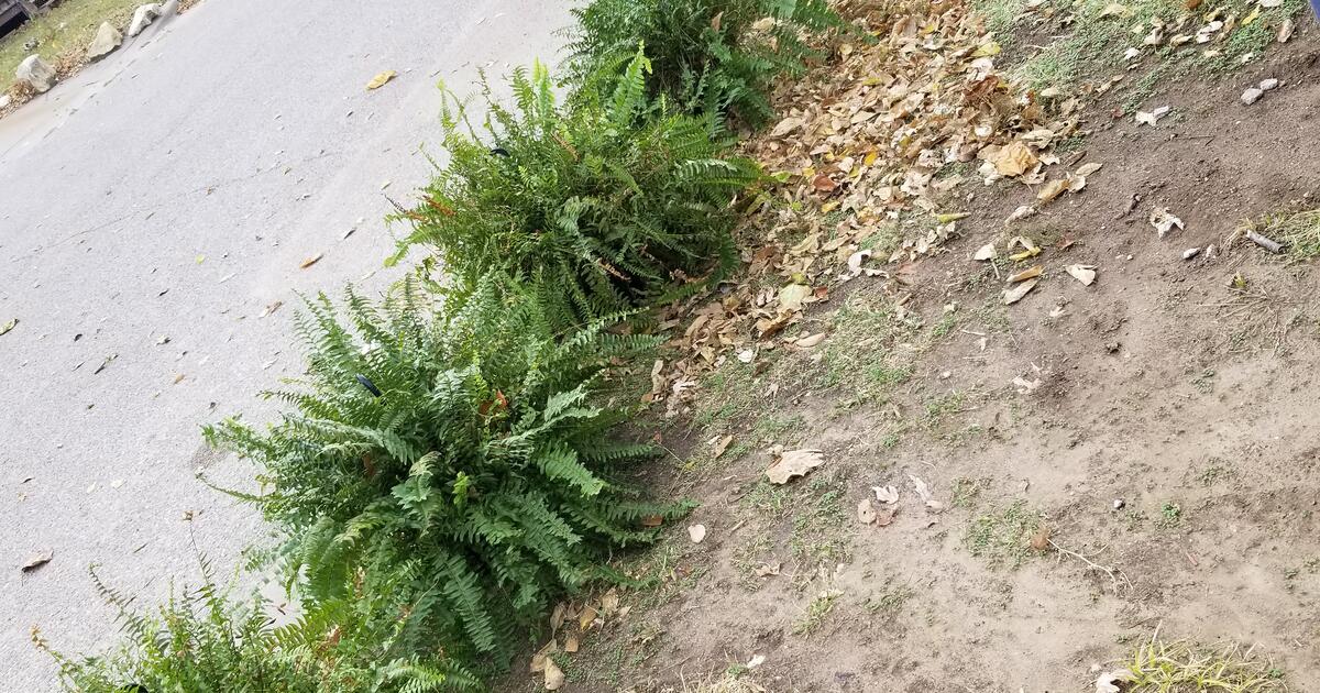 Curbside pickup free ferns in pot with hanger. for Free in Wichita, KS ...